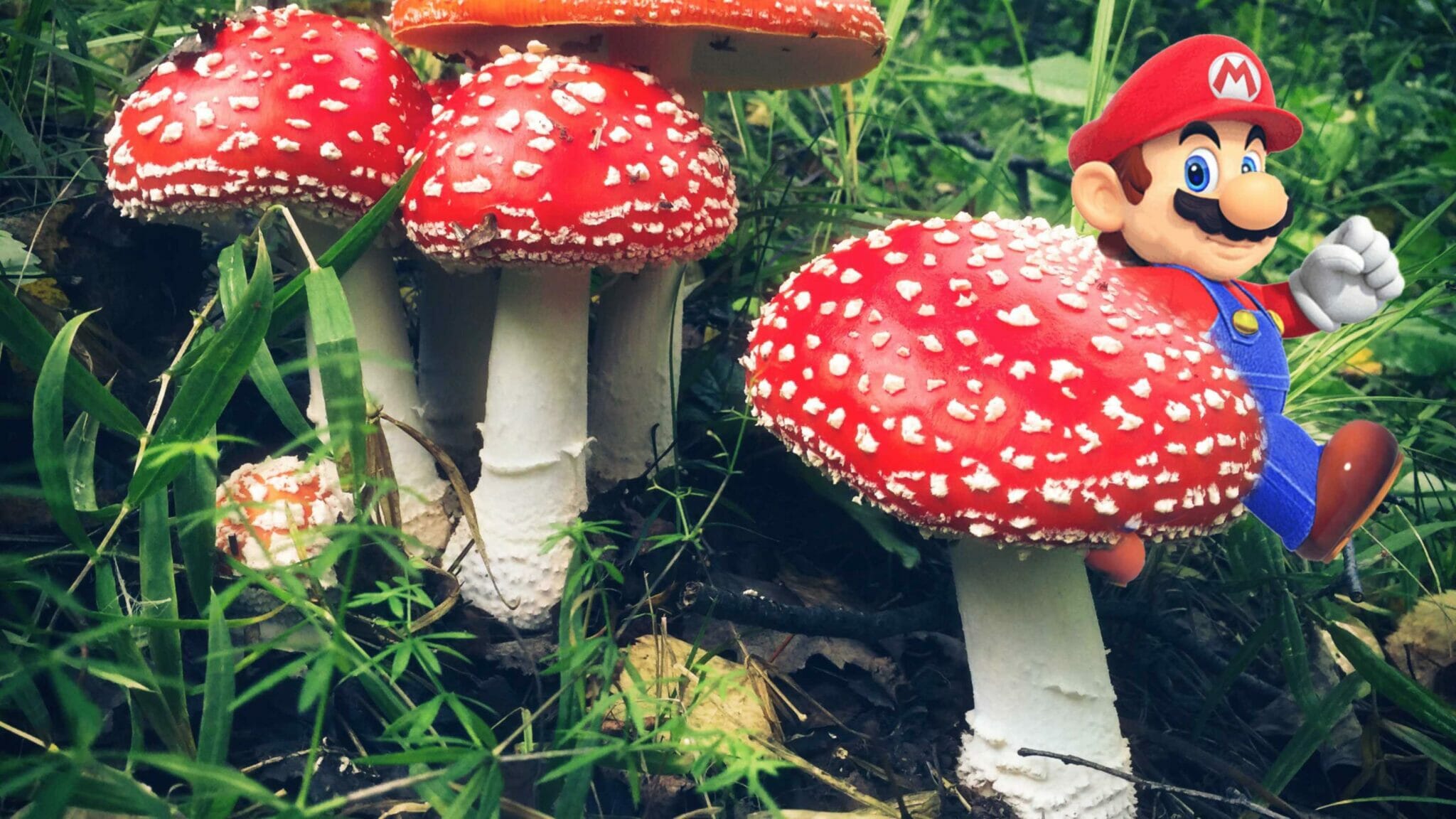 Amanita muscaria: il fungo di Mario Bros che lo rende "Super"
